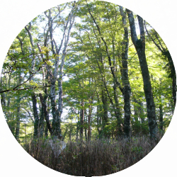 Laboratory of Forest Ecosystem Studies | Gallely